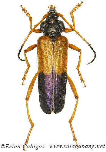 Biology of Animals: Schmidtiana gertrudis (cerambycid beetle / long ...