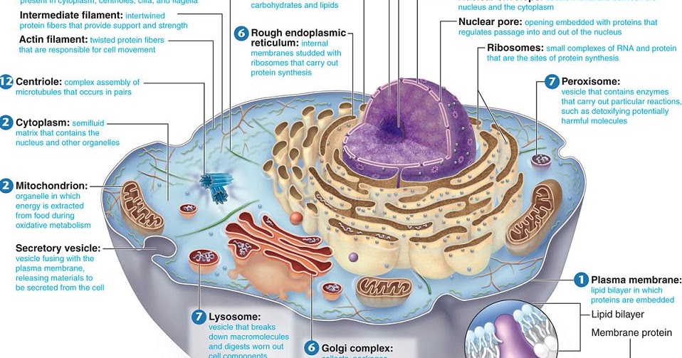 Usrah Canada: The Complexity of a Simple Cell