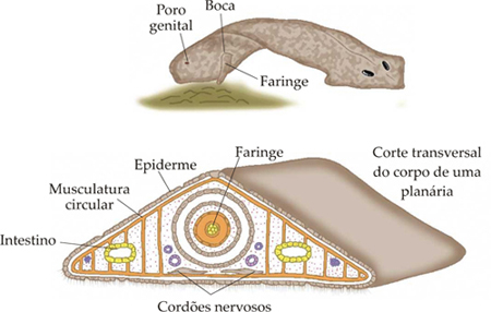 Ciências da Vida: PLATELMINTOS