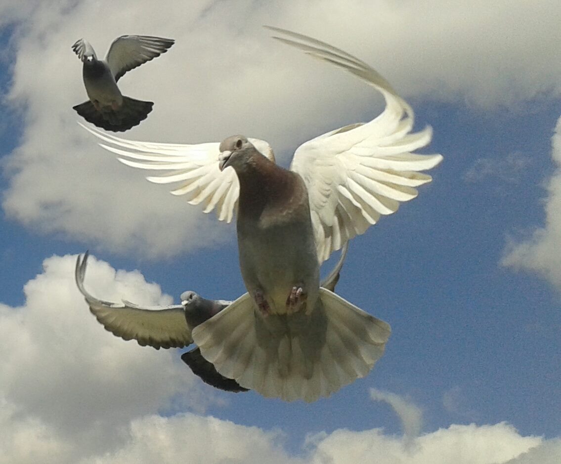 PERÚ PALOMAS MENSAJERAS : 04/01/2019 - 05/01/2019