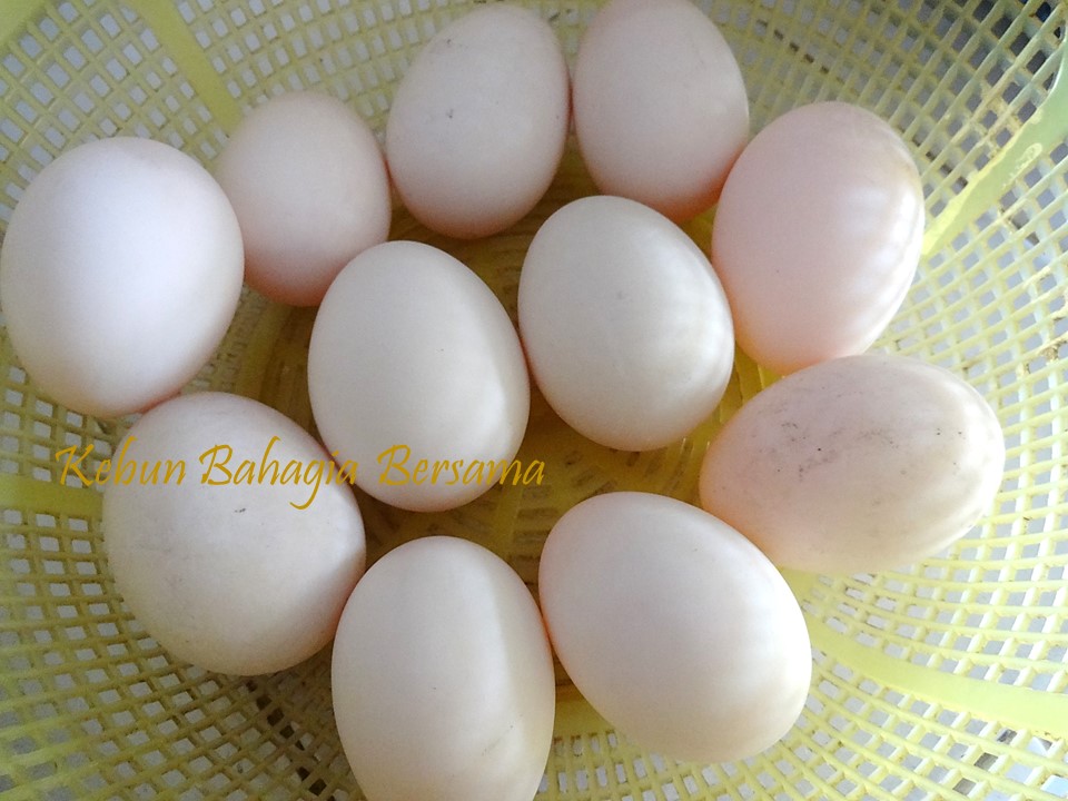 Kebun Bahagia Bersama: The First Ayam Botak Supper