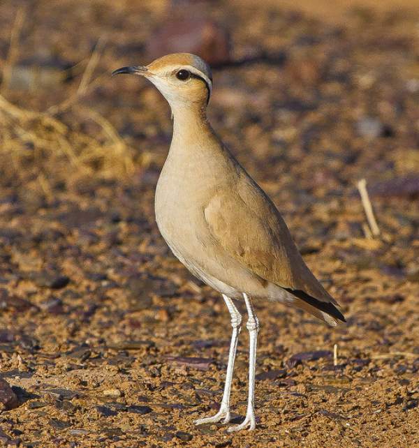 Cream-coloured courser photos | Birds of India | Bird World