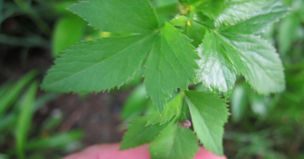 furthermore, flask: leaf morphology