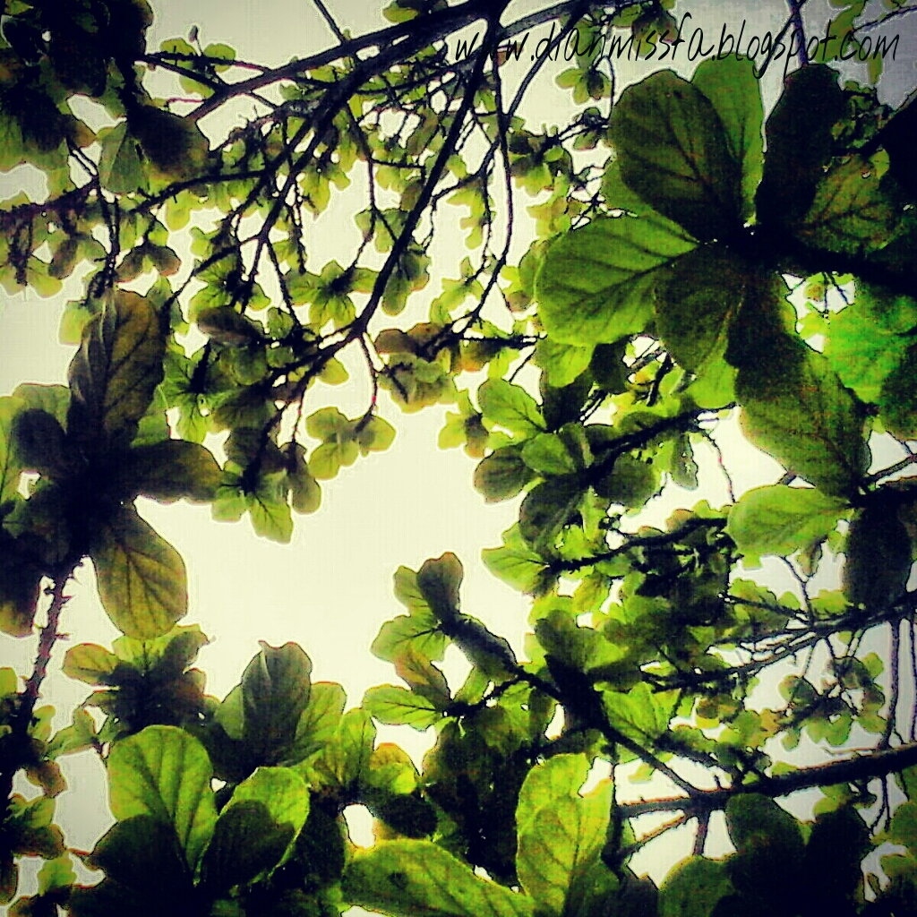 KEBUN BUNGA: BIOLA CANTIK (Ficus lyrata)