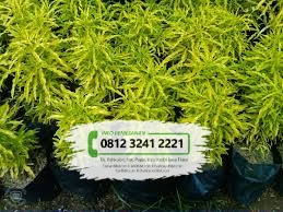 Terkeren 12+ Gambar Bunga Brokoli Kuning - Gambar Bunga Indah