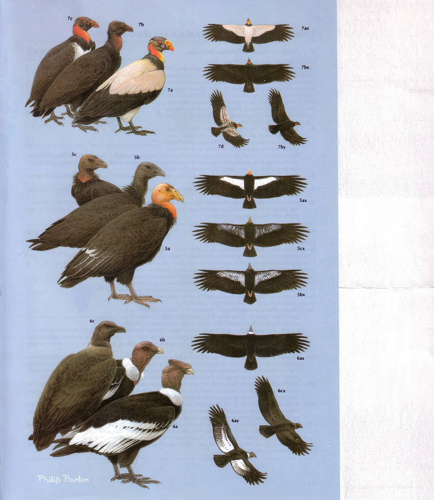 Limpian, fijan y dan esplendor. Los buitres del Nuevo Mundo.