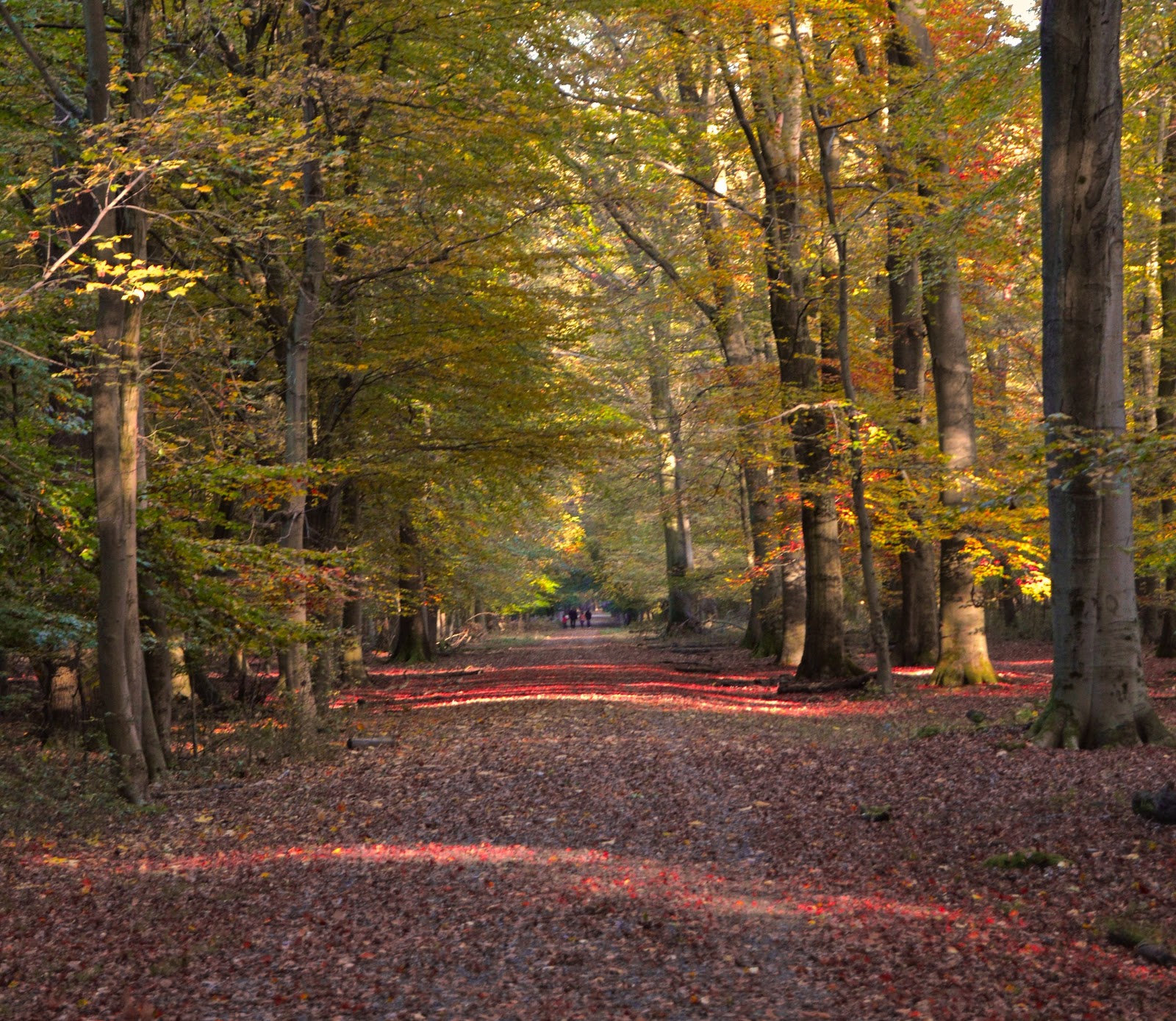 I'm Moving to Germany FromTexas!: The Fall Foliage is Beautiful Here in ...