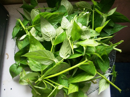 Saya Suka Arnab: MAKANAN ARNAB *DAUN ISRAEL