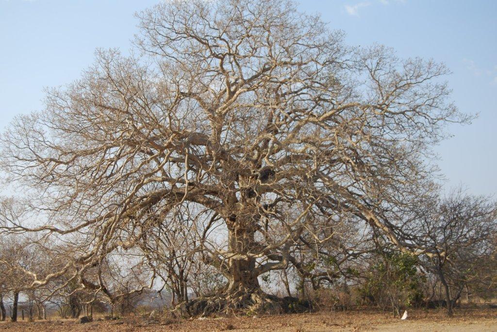 American Foundation for Children with AIDS