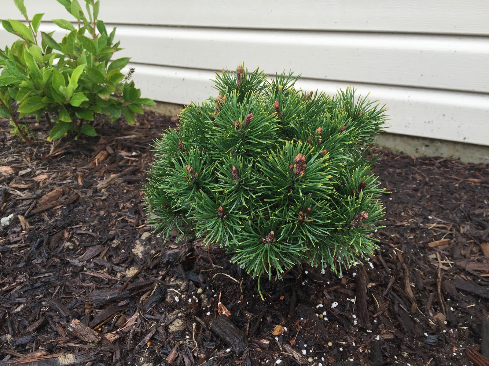 Rainy Day Off New Additions: Dwarf Mugo Pine and Tiny Invader [Backyard ...