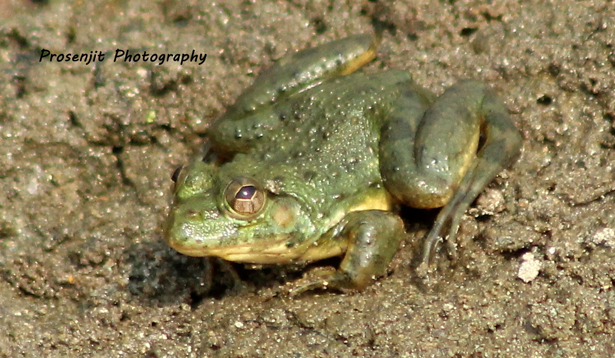 Frogs of Bangladesh: Skipper Frog