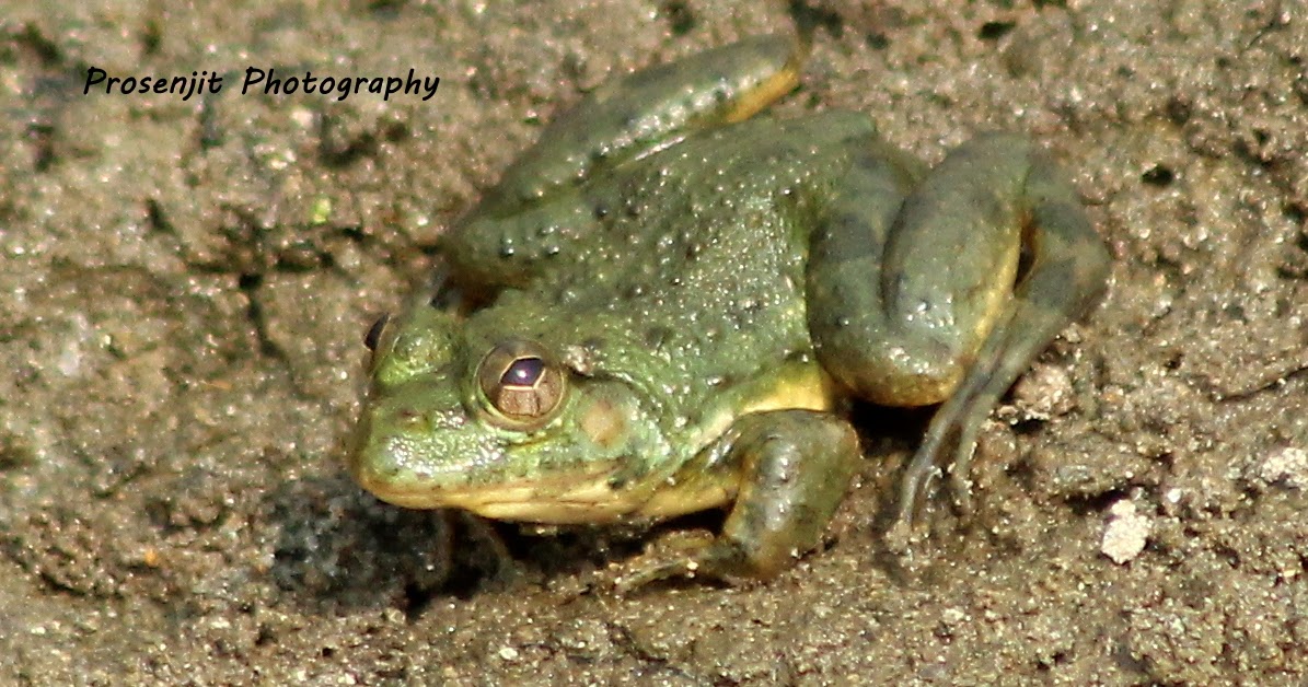 Frogs of Bangladesh: Skipper Frog