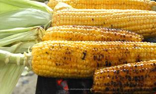 Colonial Quills: A Harvest of Corn