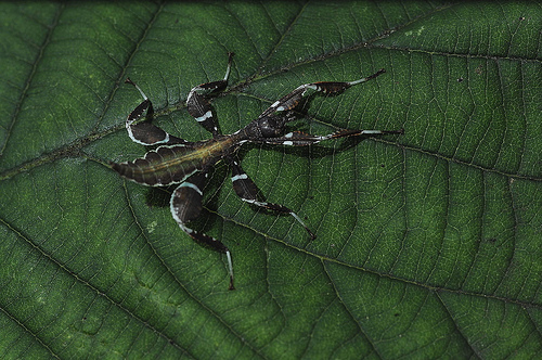 Curiosidades del Mundo: Insectos Hoja e Insectos Palo (Orden Phasmatodea).