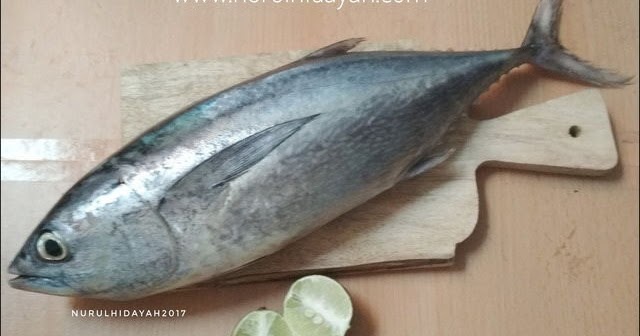 Gambar Ikan Tongkol Terbesar Harga Mahal dari Pesisir Laut