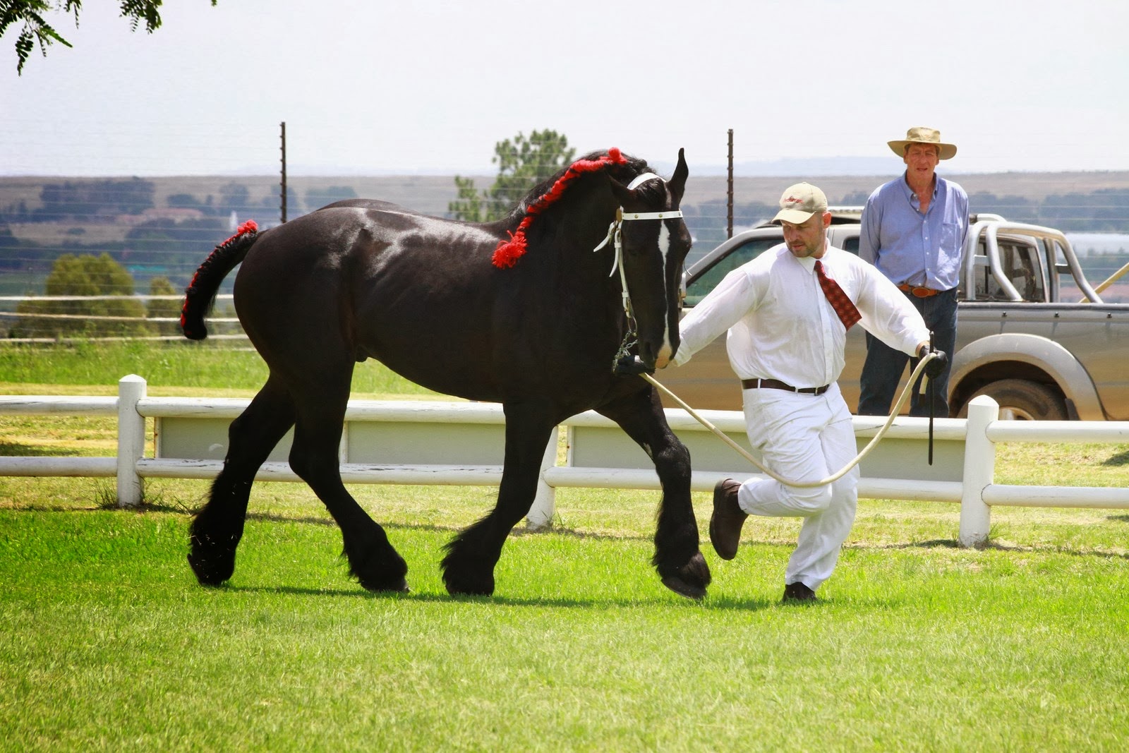 Summerwind Percheron: Stallions ~ Percheron SA National Championship ...