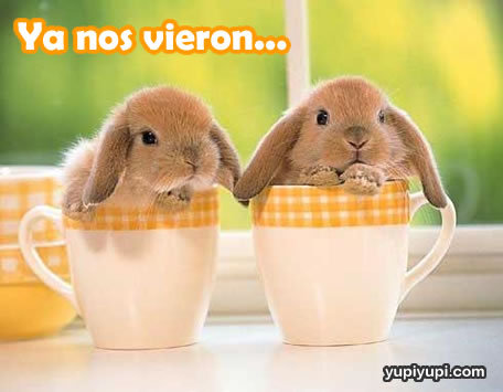 Conejos chistosos - Imagui