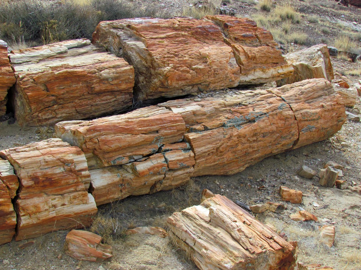 The Agatelady: Adventures and Events: Petrified Forest -- Last Post