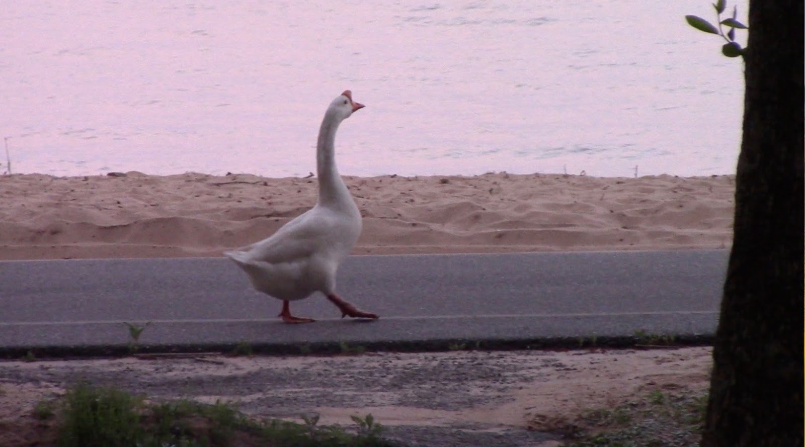 Lonely Goose Awaits Injured Companion's Return