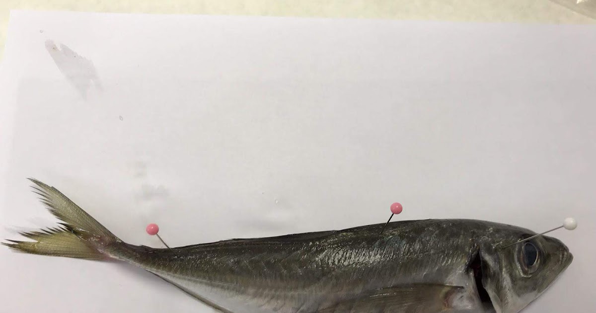 BIOLOGÍA 1º BACHILLERATO by Dani García: DISECCIÓN DE UN PEZ (JUREL)