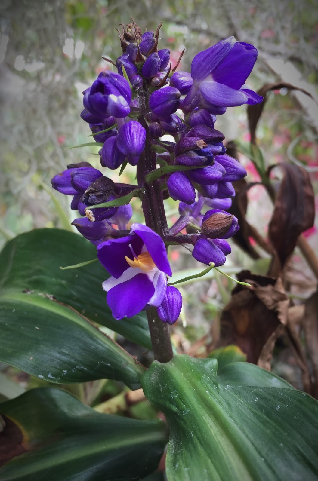 BirdCam on Cheltenham: Blue Ginger