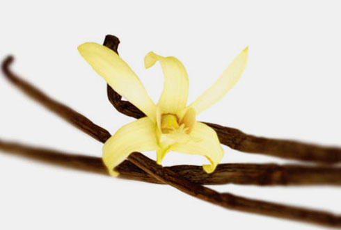 Kedvencünk a vanília | Füvészblog