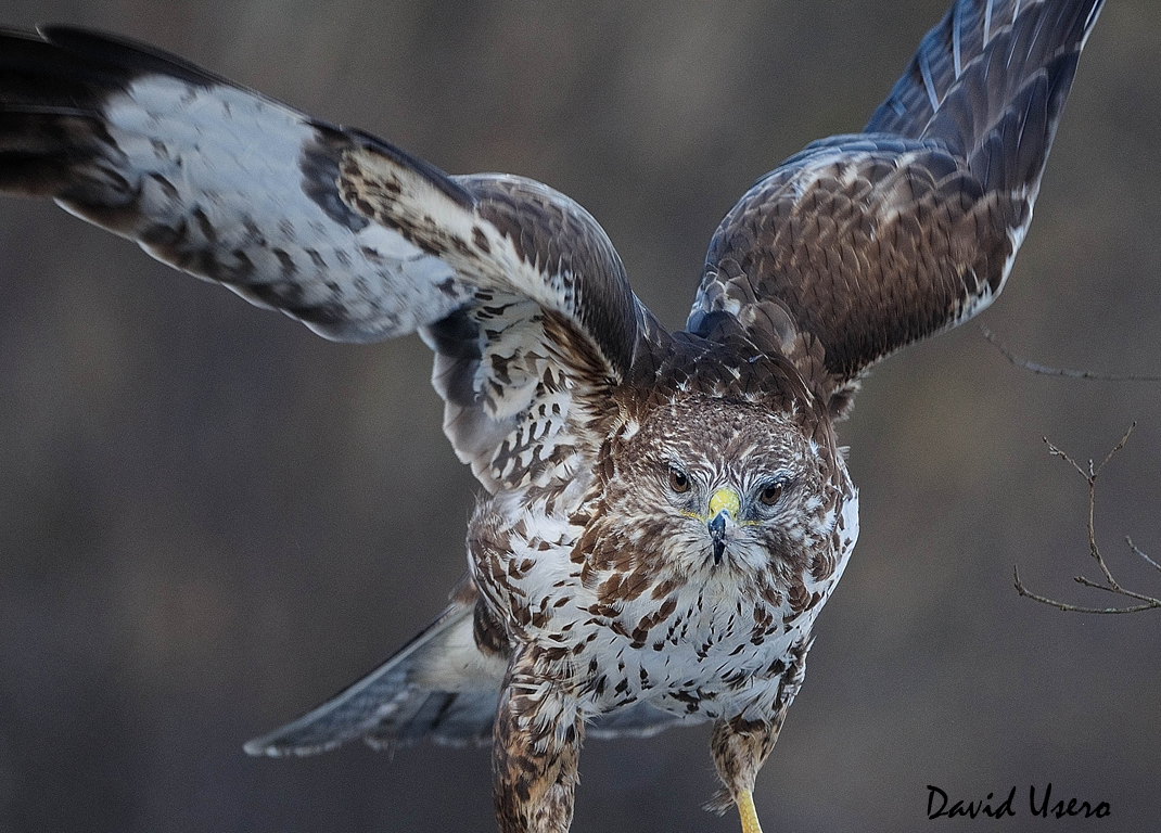 La naturaleza que nos rodea: Busardo ratonero común