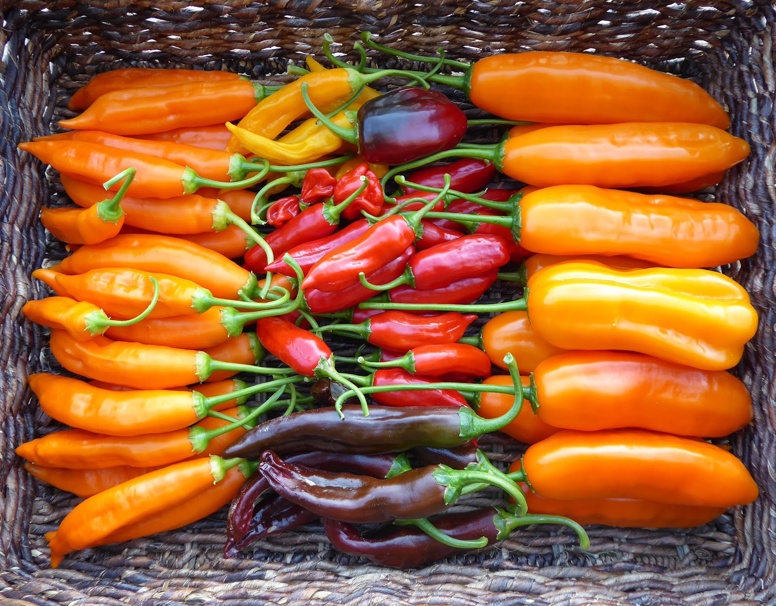 From Seed To Table: 2017