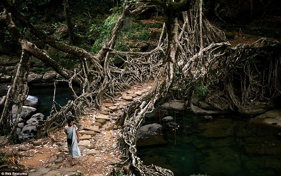 Lemon Harangue Pie: Indian villagers create living bridges out of tree ...