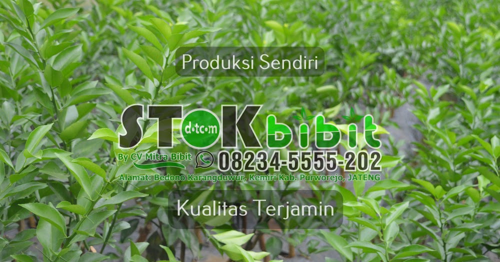 Jenitri pohon jenitri rudraksha - bibit mangga alpukat jogja