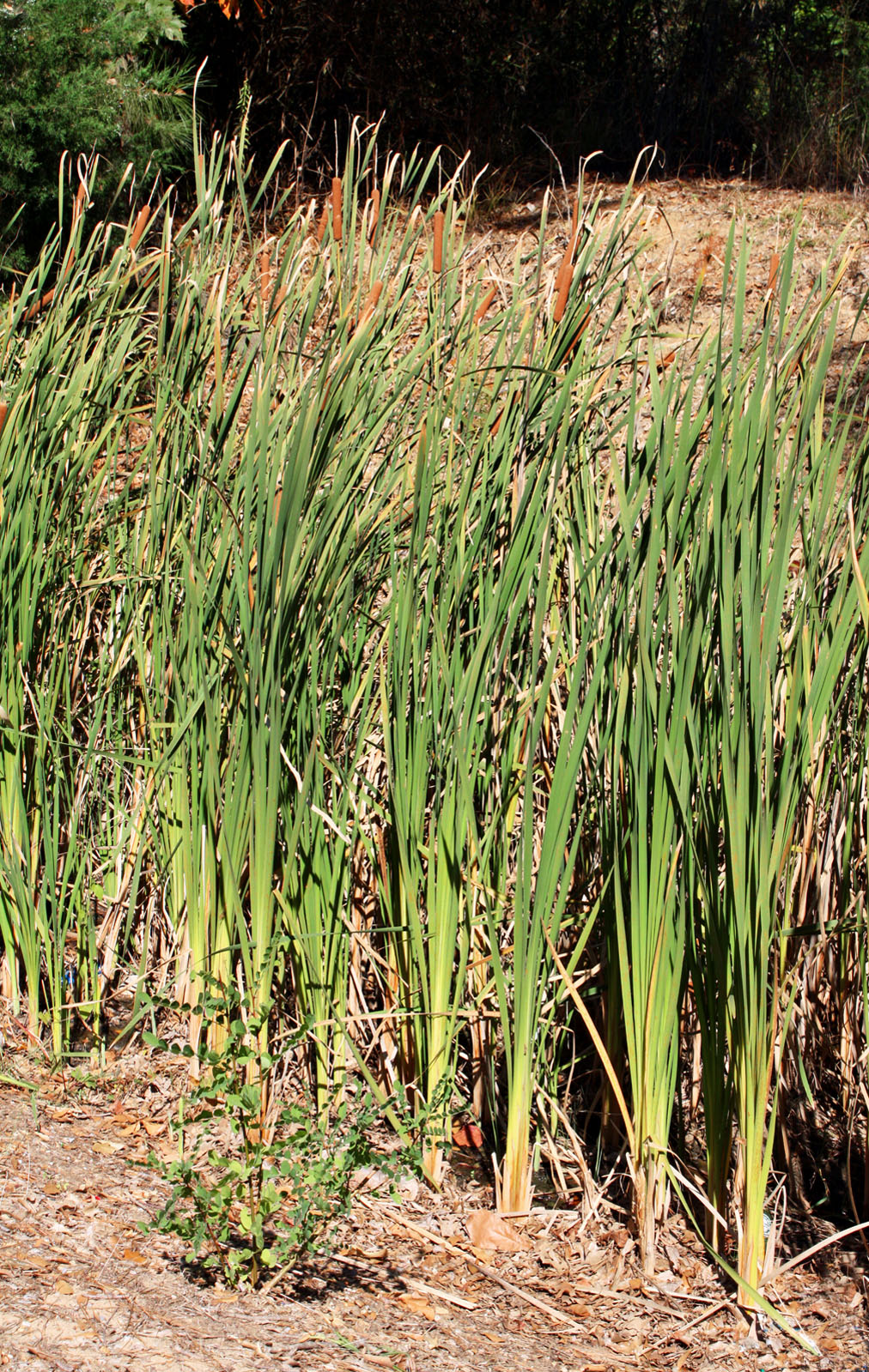 Southern Lagniappe: A Tale about Cattails