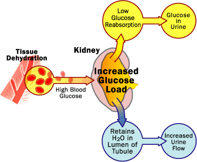 Diabetes in birds, Diabetes mellitus in animal, Treatment of Diabetes ...