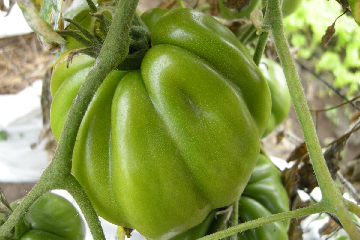 Caoba Farms - Organic Farming in Antigua Guatemala: Our Products