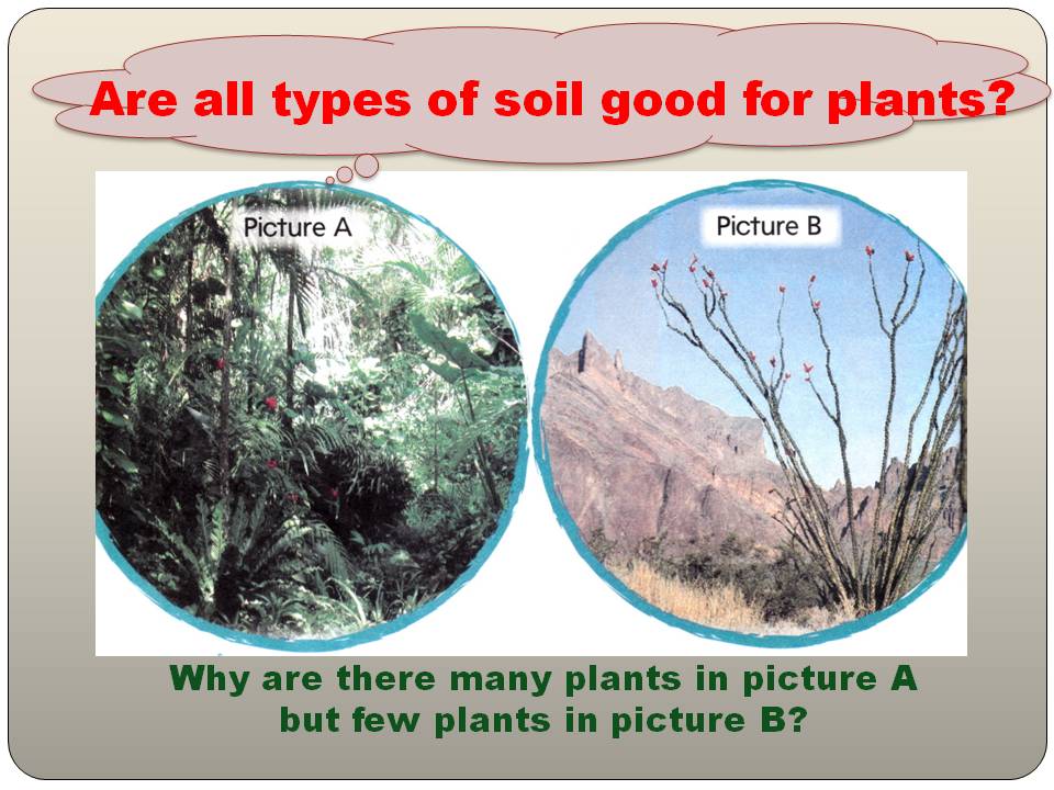 SOIL | Science Year 3