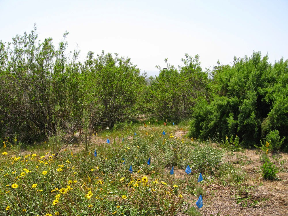 Native Plants at CSU Dominguez Hills: Heritage Creek Nature Preserve ...