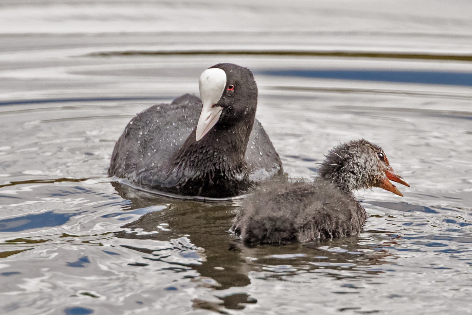 PETER'S PORTFOLIO..............Bird & Wildlife Photography: Coot Chicks