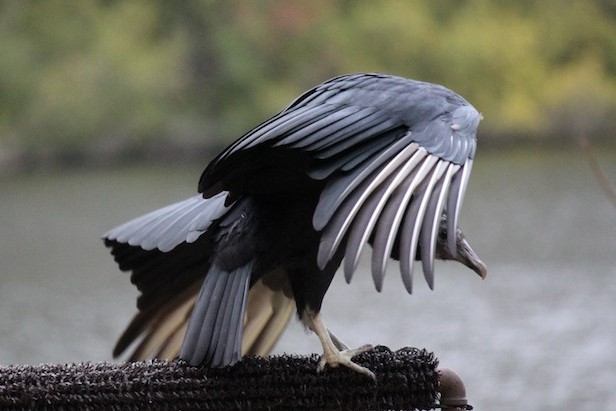 Red House Garden: Callaway Gardens - Birds of Prey