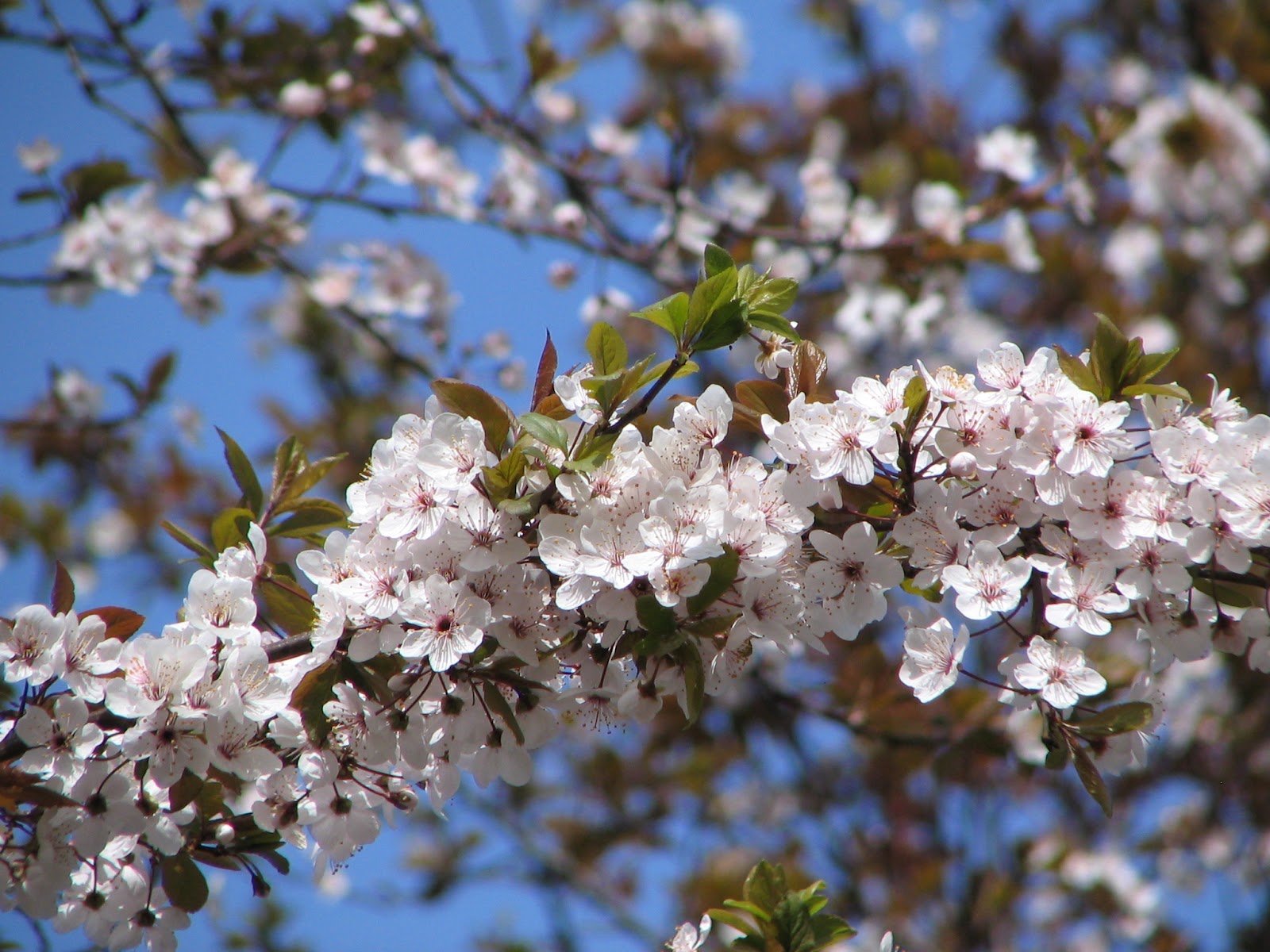 LA MULȚI ANI, ROMÂNIA!: Pomi infloriti (2)