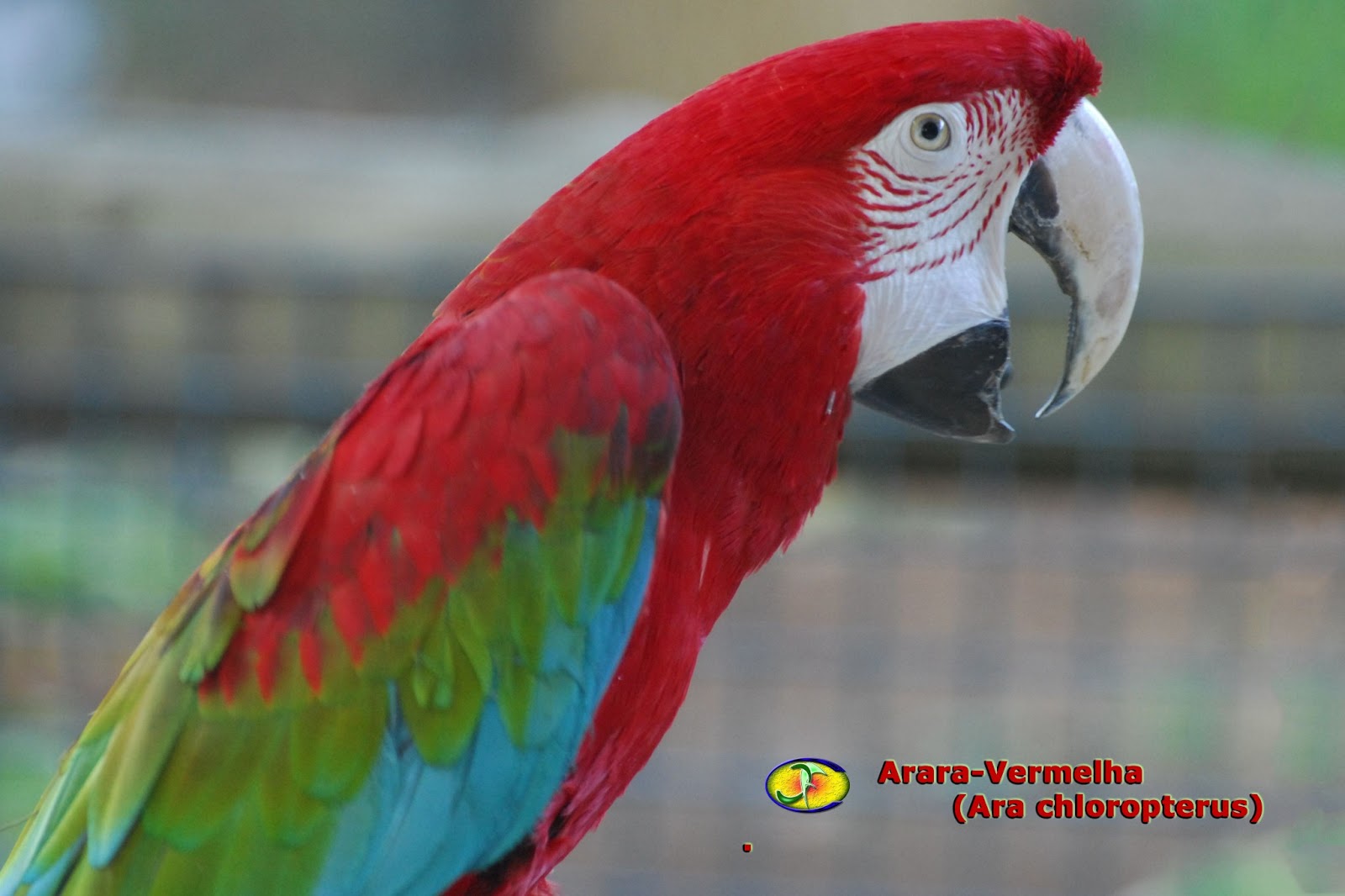 ORNITOLOGIA: Arara-vermelha (Ara chloropterus)