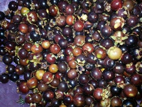 Você já comeu Guabiraba? | Conheça mais!