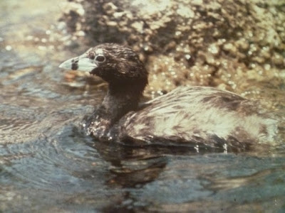 TODO SOBRE EL MEDIO AMBIENTE: El extinto Pato Poc