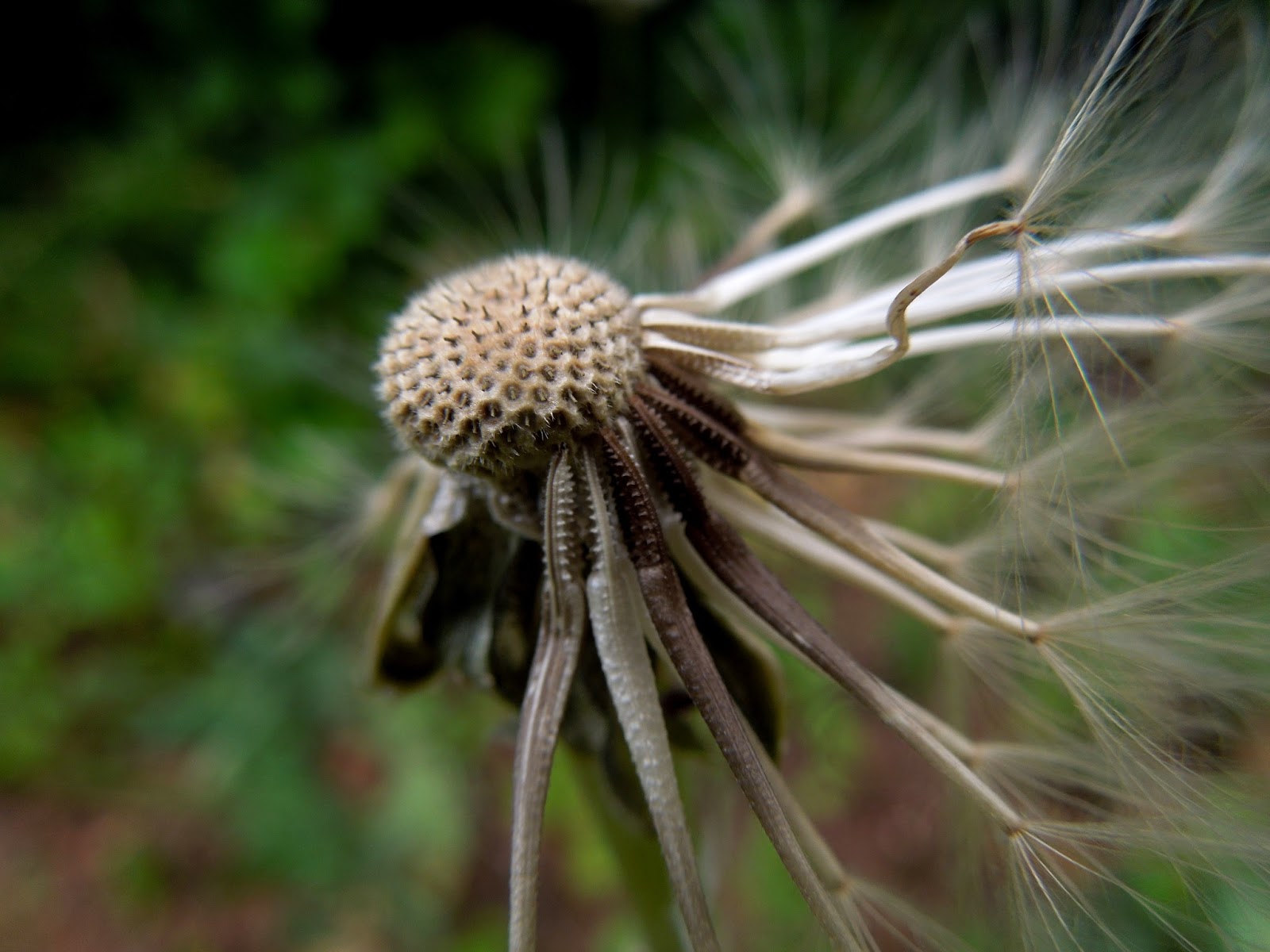 Cipsela izquierda, cipsela derecha - BOTÀNIC SERRAT