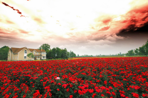 Rose Flowers: Beautifull Rosess in Valley
