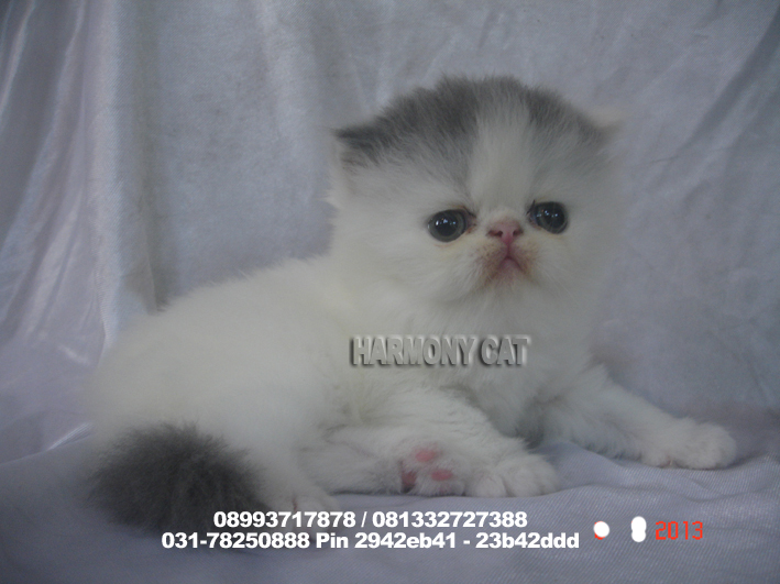 Hamster Dan Kucing Persia Murah Surabaya: DI JUAL KUCING JANTAN EXO ...