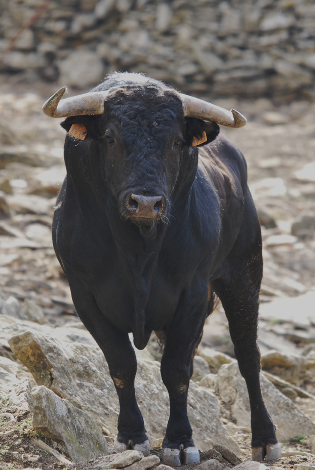 GANADERIA SERGIO CENTELLES