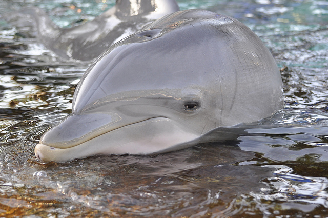 White Wolf : Stranded dolphin is rescued by Australian TV reporter