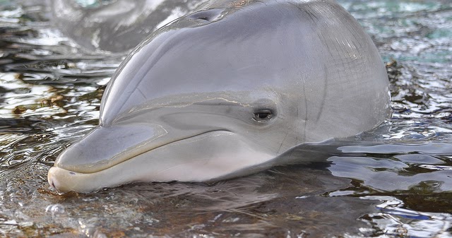 White Wolf : Stranded dolphin is rescued by Australian TV reporter