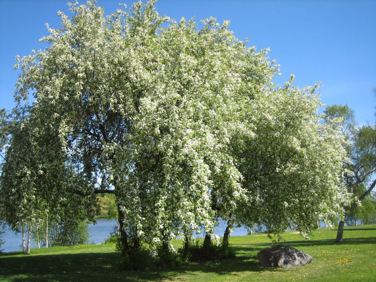 Trees Planet: Prunus padus - Bird Cherry