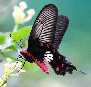 Rama-rama, anak anda dan kehidupan | Share is Caring-Aku Punya Blog