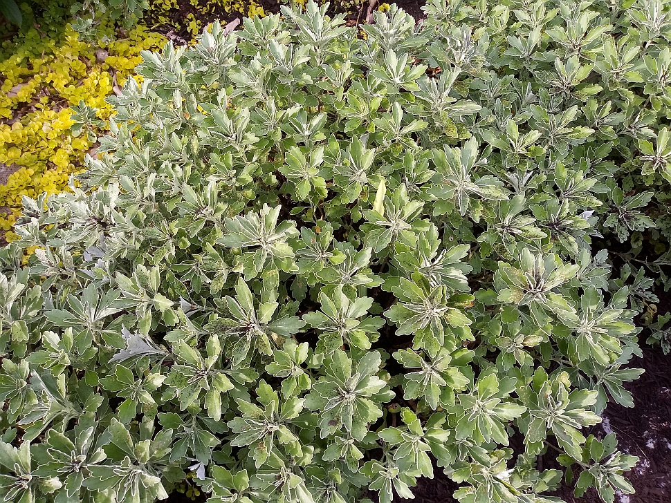 Future Plants by Randy Stewart: Ajania